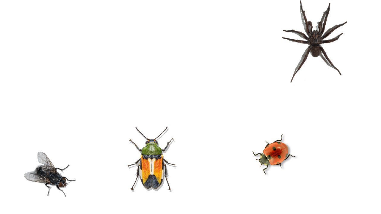 Bug on Screen Prank | Fun Prank with Fake Error Effects